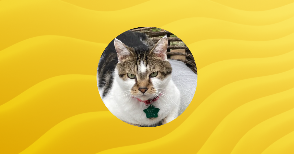 Shadow's games - Guilded