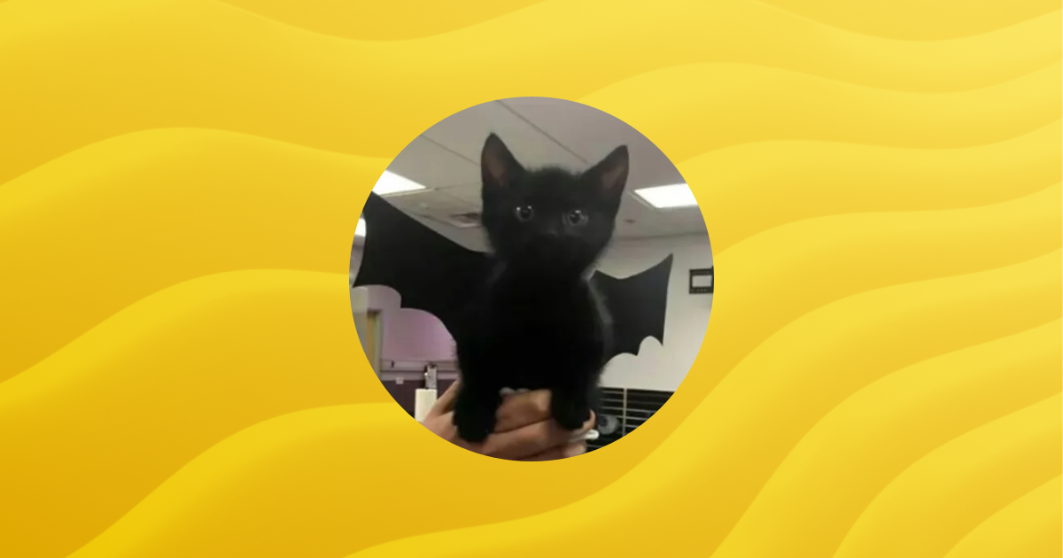 bat_cat's applications - Guilded