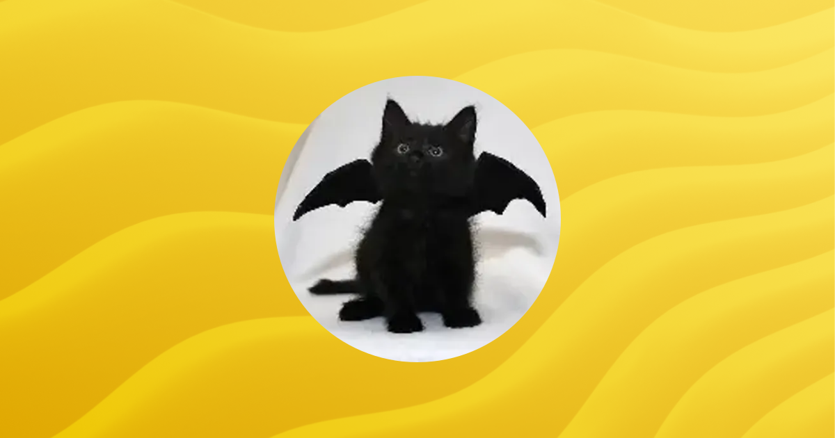 bat_kitty's teams - Guilded