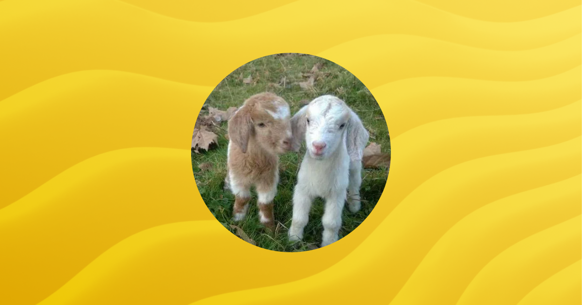 Rewin's games - Guilded