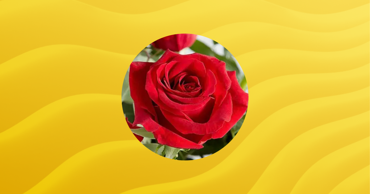 Rosana the Rose's profile - Guilded