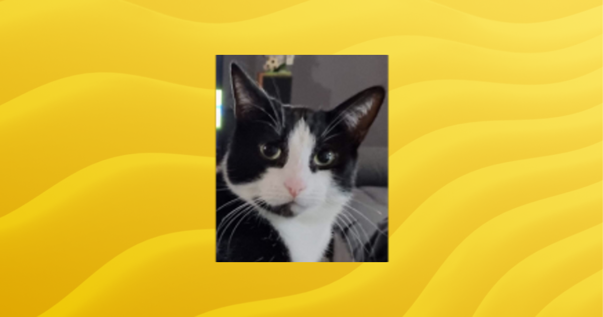 The domestic cats - Guilded