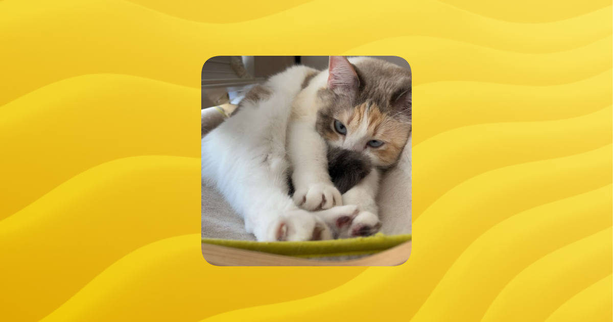 The 'Cool Cats' - Guilded