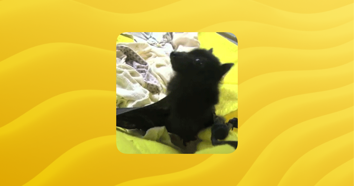 Cat Studio's - Guilded