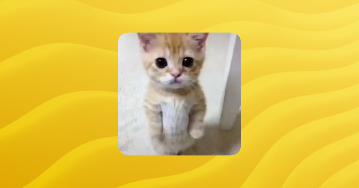 cat lovers only - Guilded