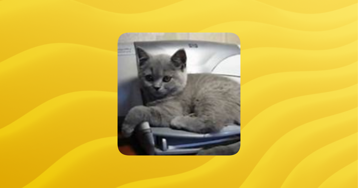 Kitty Kat - Squibs UGC news - Guilded