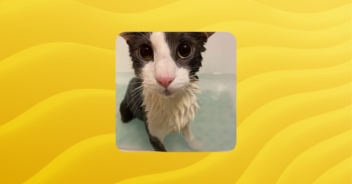 cats bath,s server - Guilded